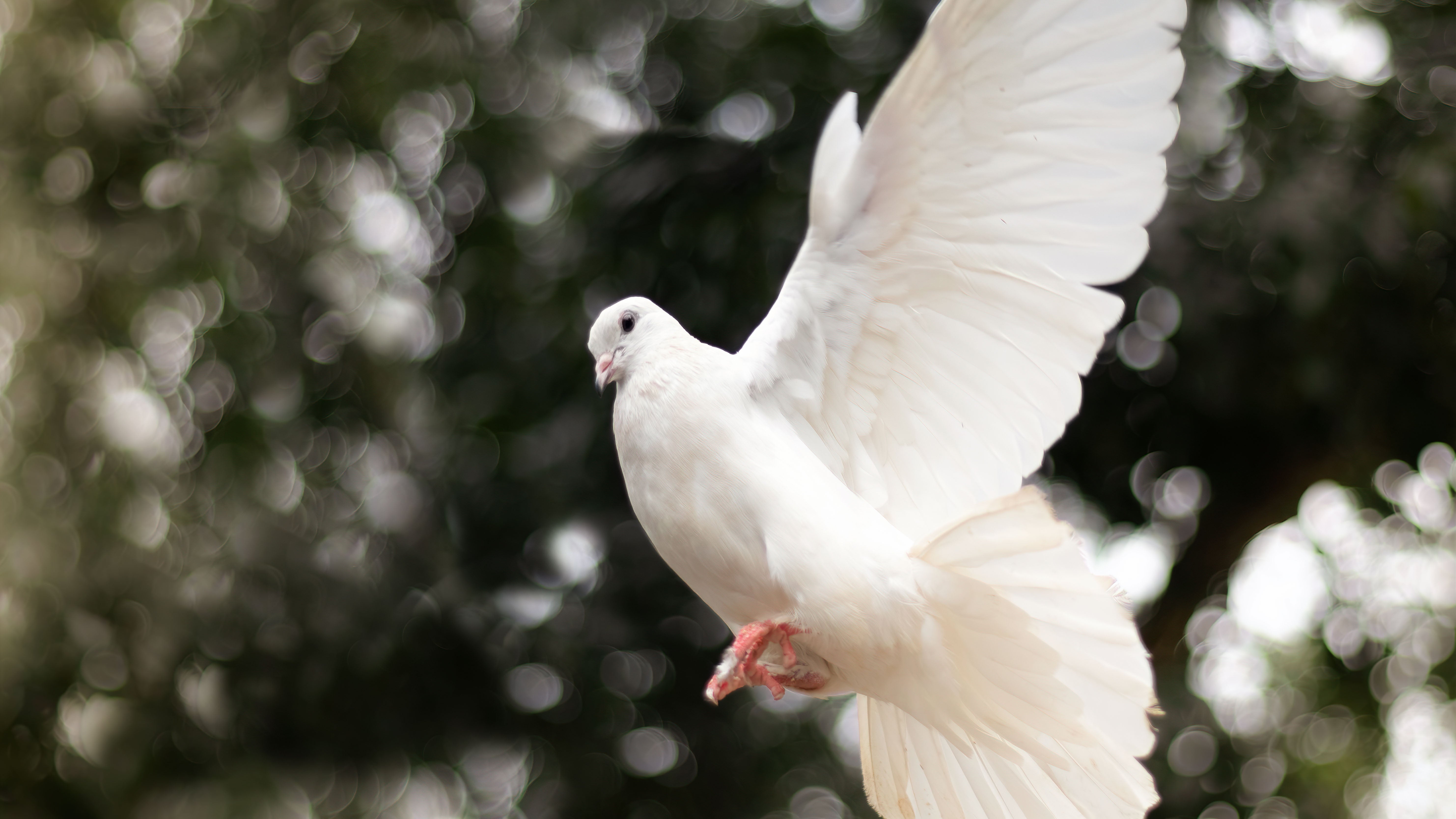 When doves yell: Fed loudly signals a September rate cut | Invesco UK